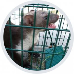 Mit eszik a nyest? - Nyestcsapda közvetlenül a gyártótól - AGROHYDRO